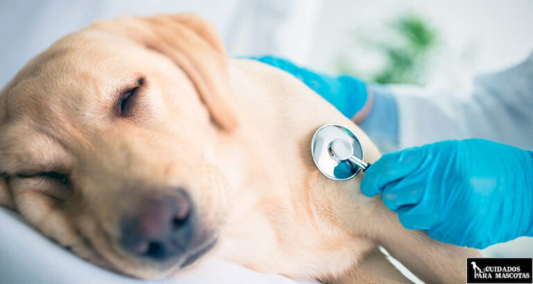 Problemas de corazón en perros, cómo tratarlos y aliviarlos – Cuidados ...